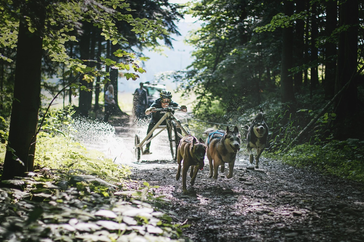 Dog sled ride without snow (400 meters) 400 metres | Sports and ...